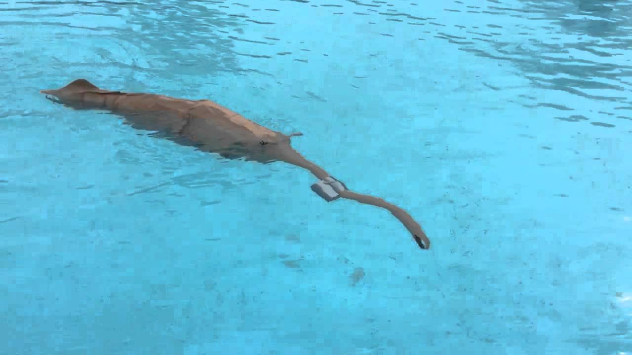 Tully monster robot fish. - YouTube