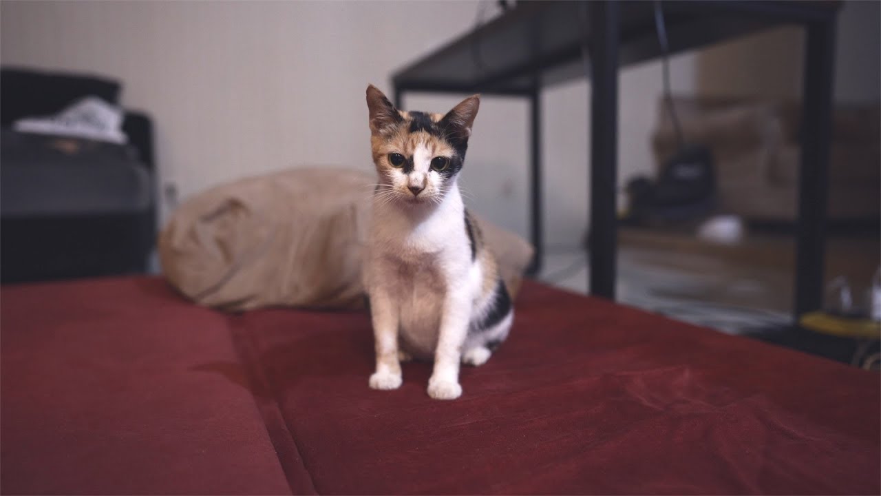 Tahap Agar Kucing Mau Digendong - YouTube