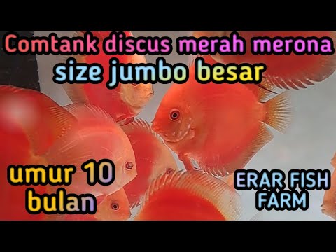 discus red chek, red melon, red golden diamond size dewasa jumbo, umur ...