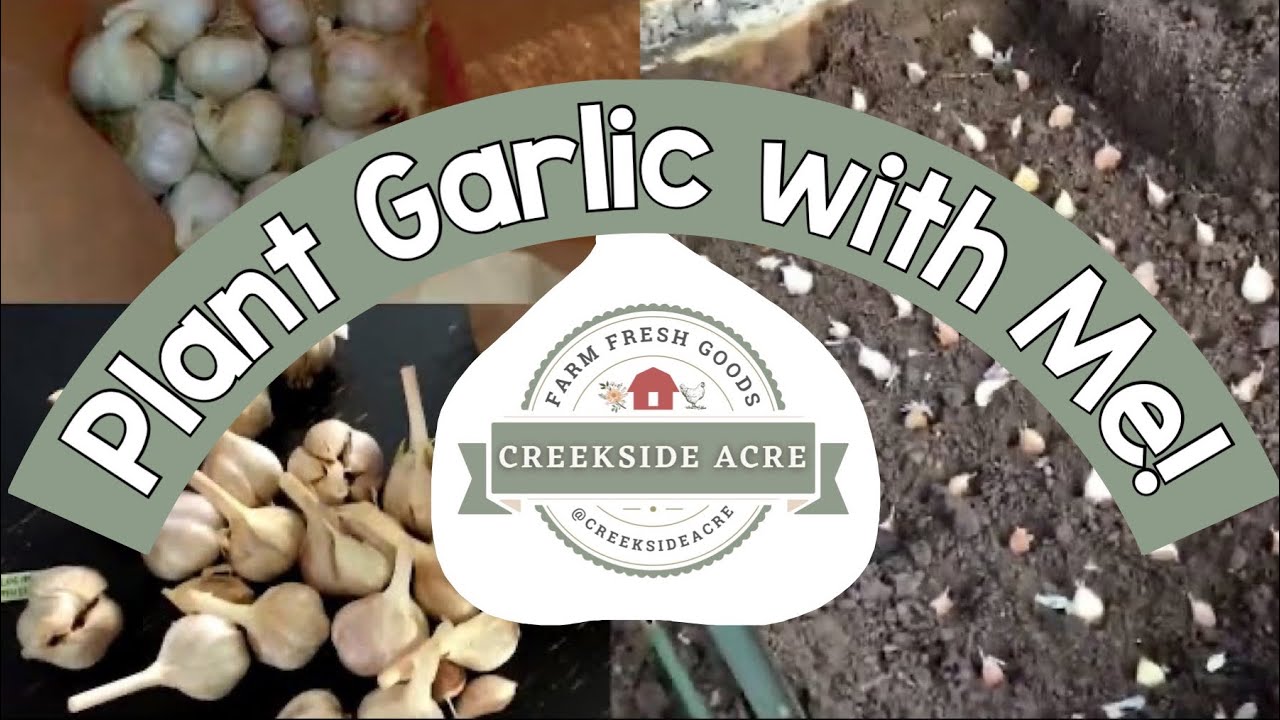 Zone 6 - Fall Planting - Music Garlic Bulbs - YouTube