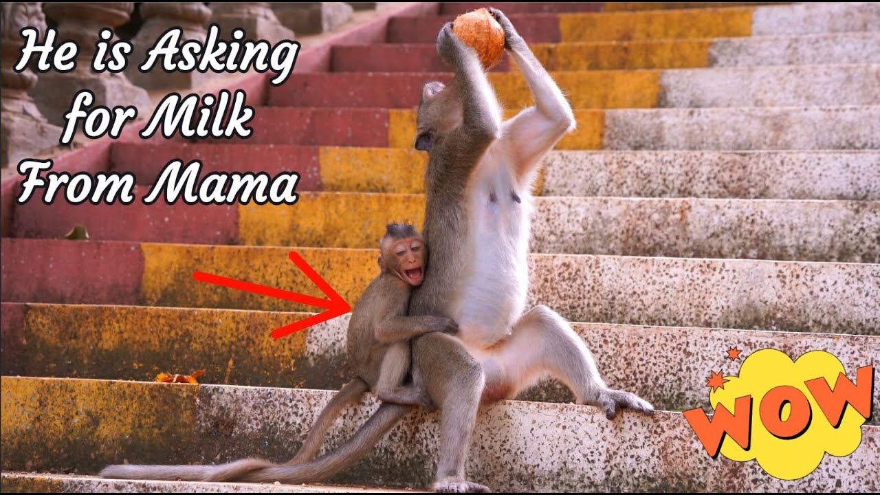 Baby Monkey's Day With Mom Will Melt Your Heart - YouTube