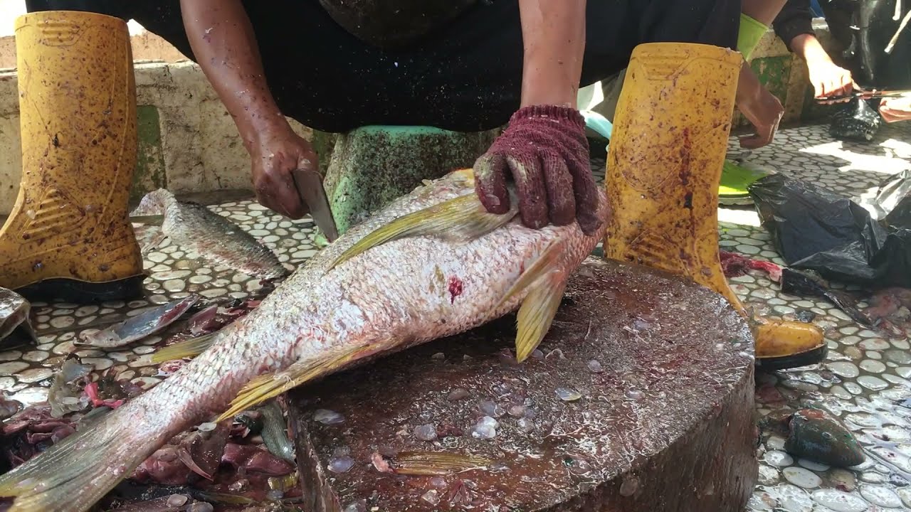 Potong ikan Markisa/ Blubberlip Snapper dan Kakap Merah Bakau - YouTube