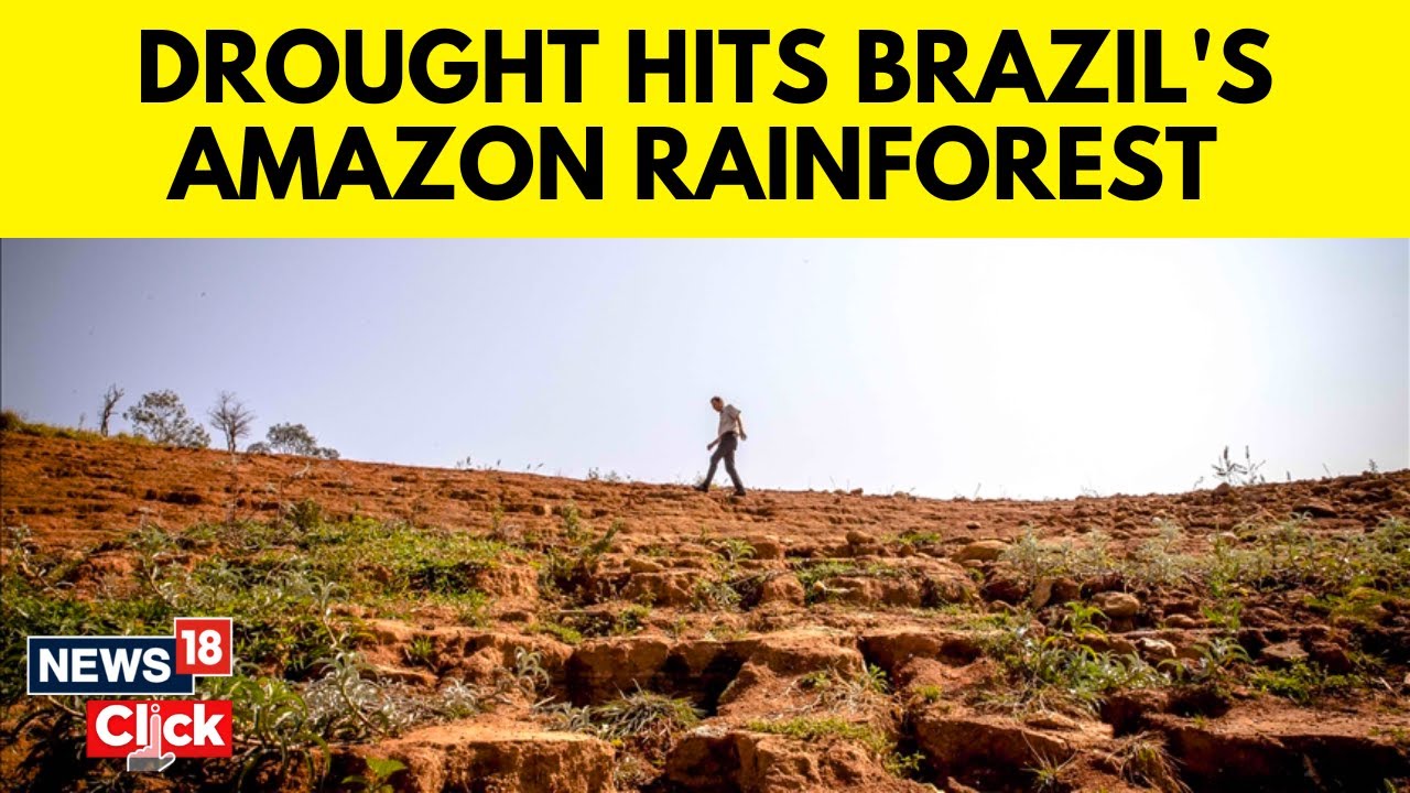 Brazil Drought 2023 | Amazon Region Hit By A Severe Drought In Brazil ...