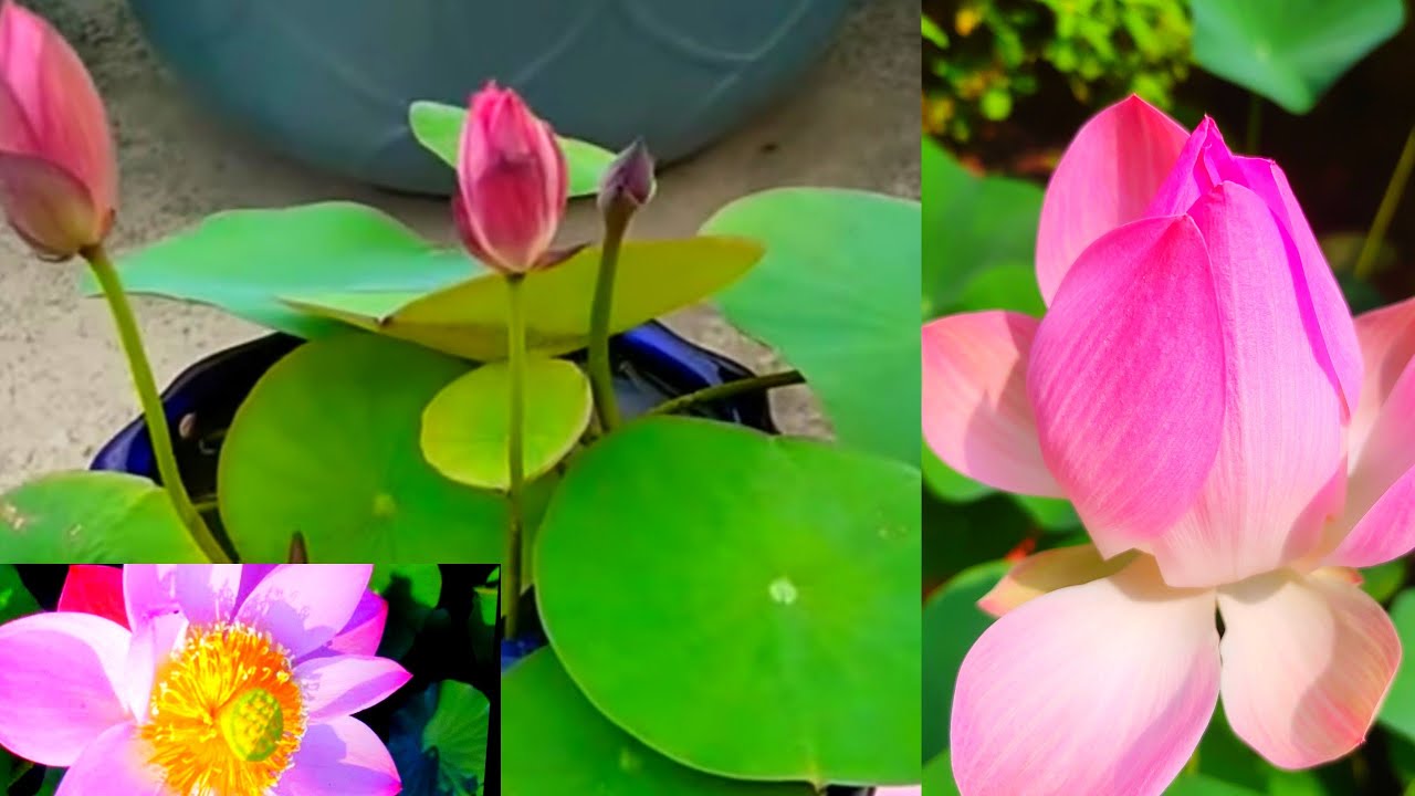 How to grow Lotous at home l Lotous Plant Grow in Small pot l ছাদ ...