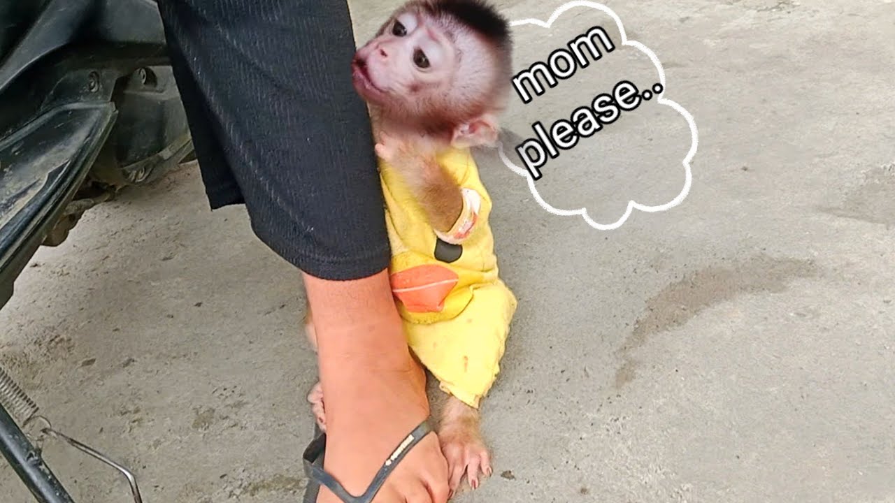 LiBi grab mom feet begs to follow her.. - YouTube