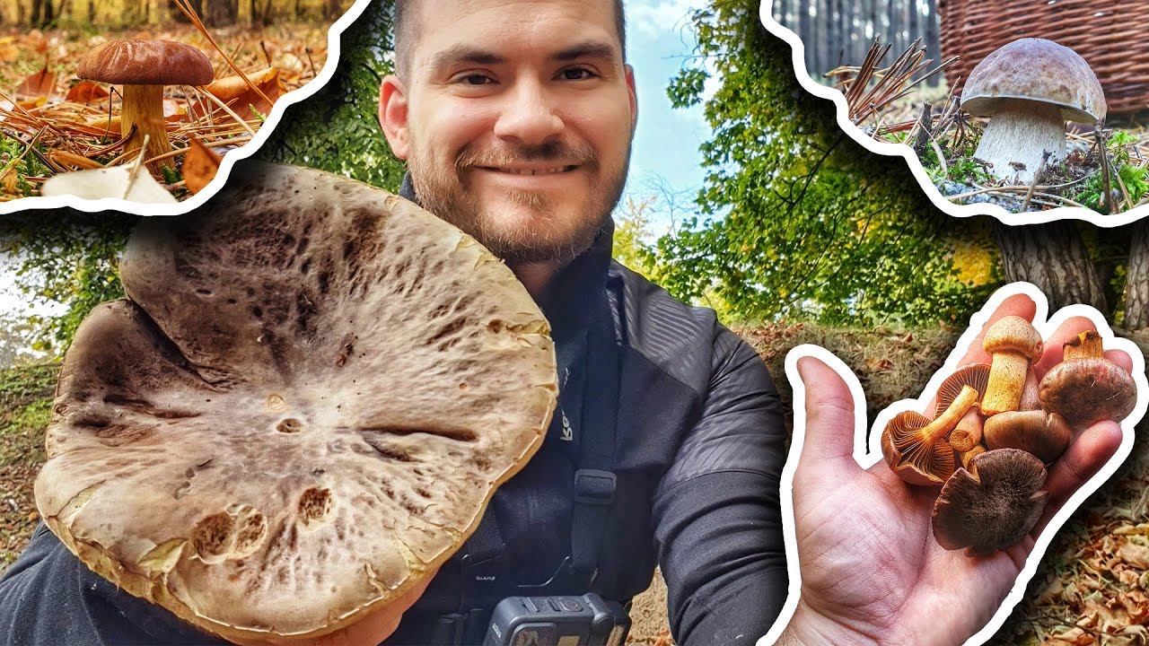 SUCHOHRÍBY hnedé SLIZIAKY a HRÍBY SMREKOVÉ 2021 houby grzyby huby - YouTube