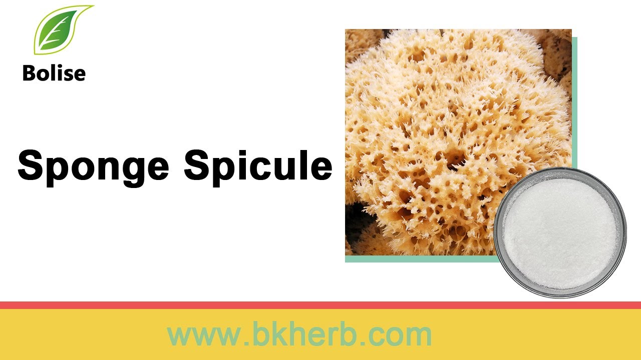 What is Sponge Spicule? - YouTube