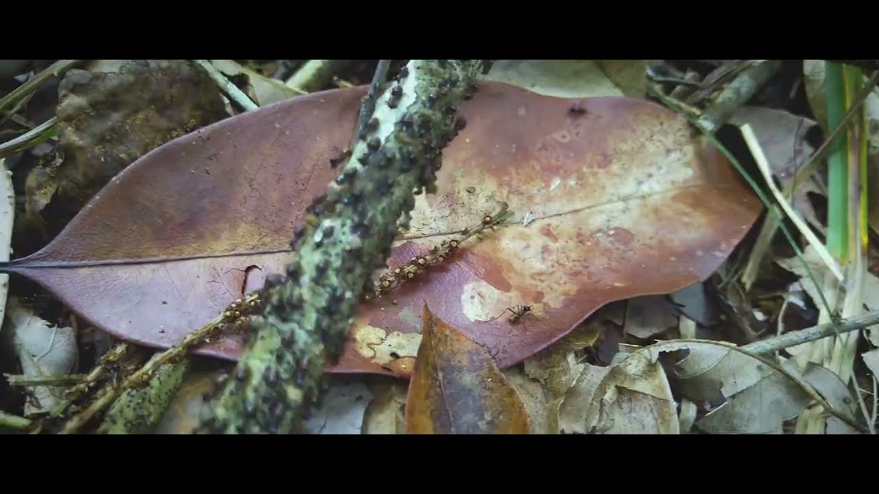Sedapnya Durian - durian di Riam Angan Tembawang - YouTube