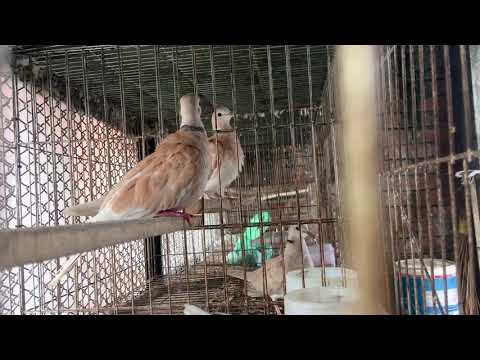 Australian dove cage setup - YouTube