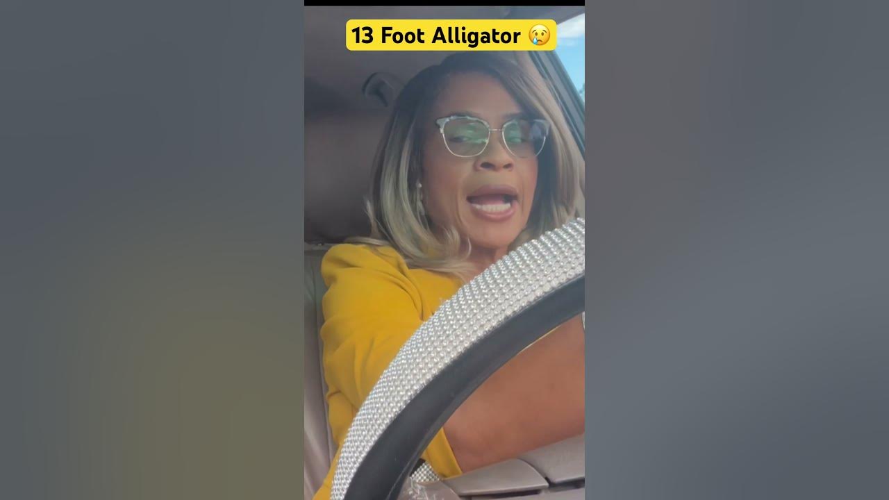 13 foot alligator in Florida found with a body in its mouth 😢 Be ...