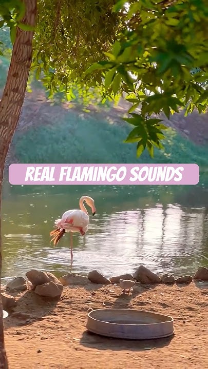 POV: You’re vibing with a flamingo at Golden Hour🌤️🦩 - YouTube