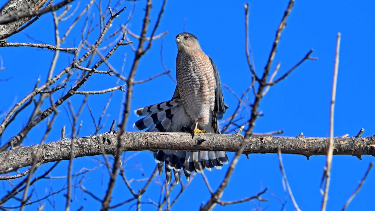 Accipiter cooperii COOPER'S HAWK adult preening and stretching 9066992 ...