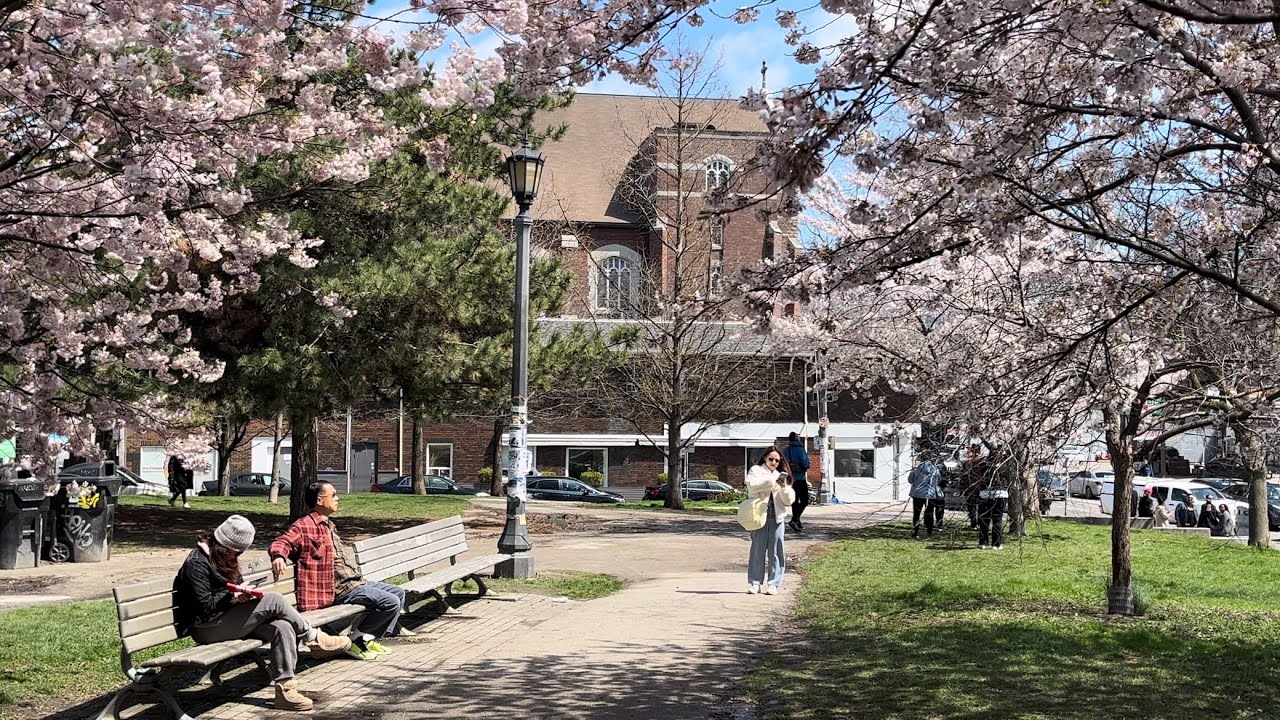 Toronto Cherry Blossom Season Tour of Trinity Bellwoods Park | Canada ...