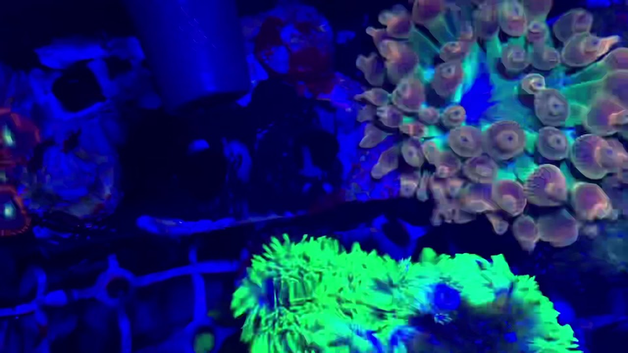 Bubble-tip anemone clone - YouTube