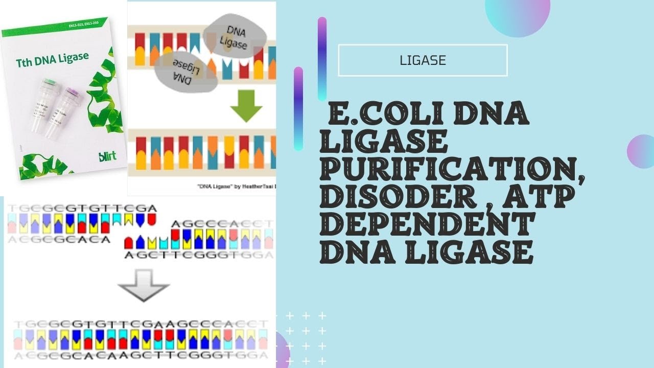E. coli DNA ligase and T4 DNA ligase ,purification ,disorder, bacterial ...