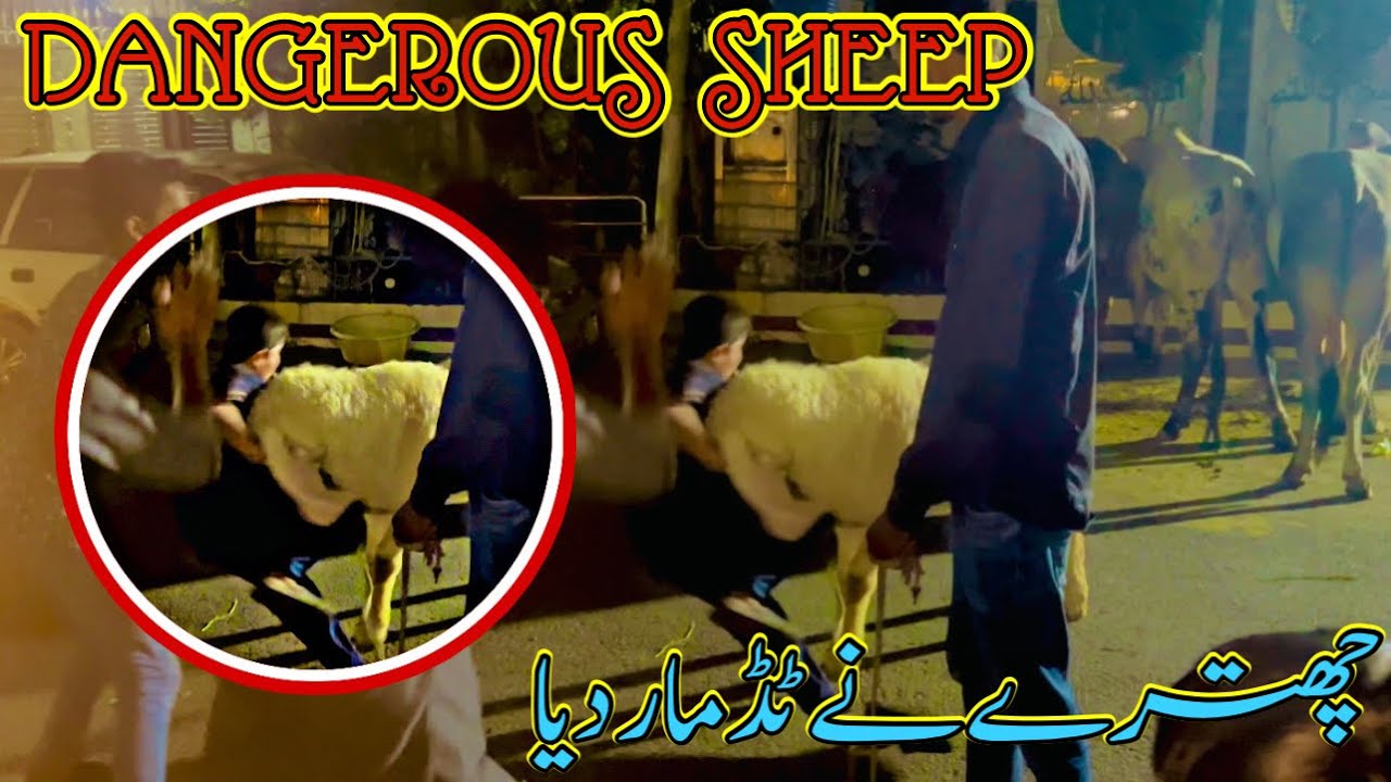 ANGRY SHEEP ATTACK ON PEOPLE | DANGEROUS SHEEP 🐑 | SHEEP NE TUD MAR ...