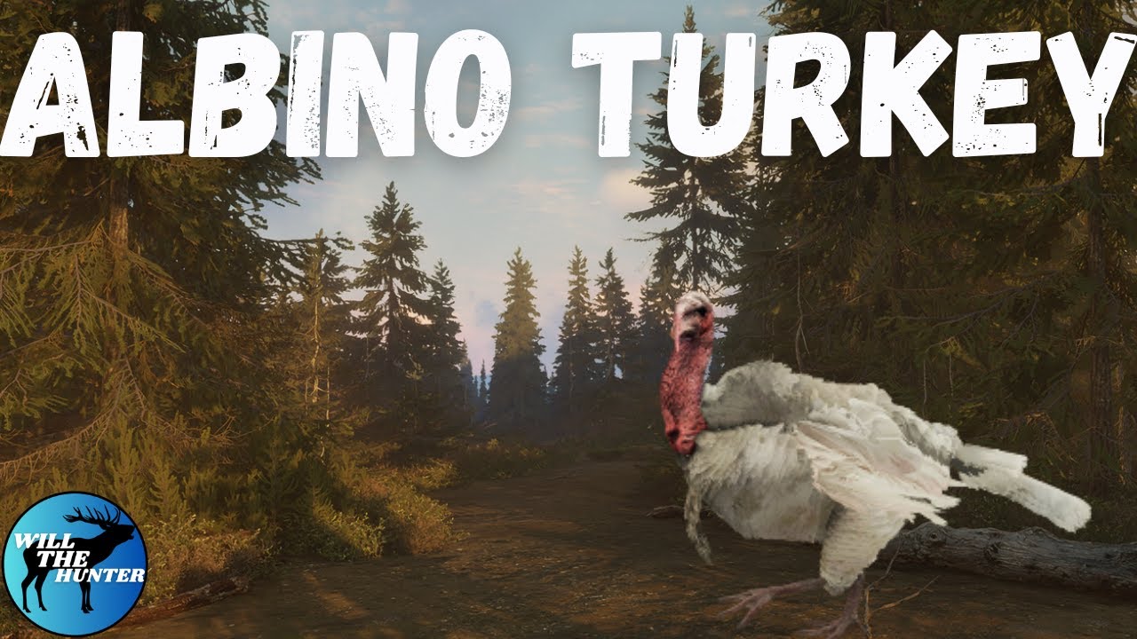Albino Turkey