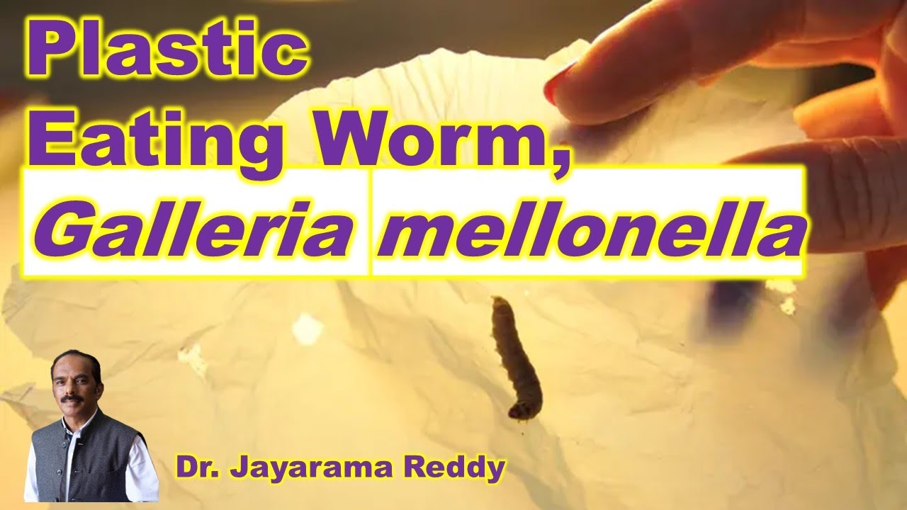 Plastic eating worm Galleria mellonella| Eats up plastic in 30 days ...
