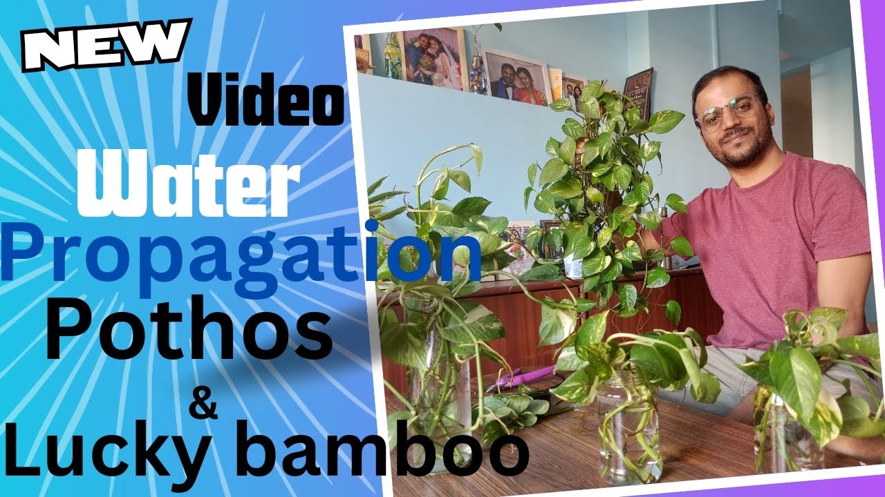 Successfully Propagate Money Plant 🌱 & Lucky Bamboo 🎍|| #plants # ...