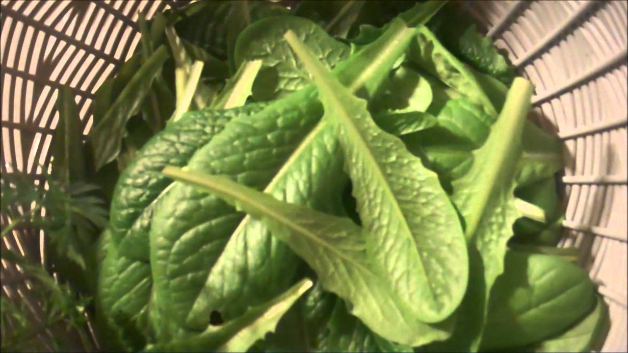 The Indiana Vegetable Garden In November - #vlomo11 - Day 11 - YouTube