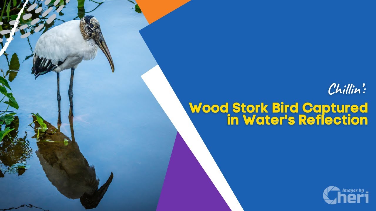 Chillin’: Wood Stork Bird Captured in Water's Reflection - YouTube