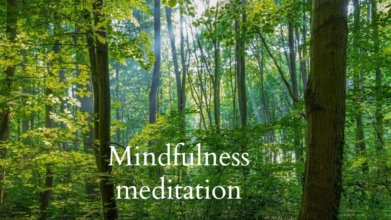 Mindfulness meditation- guided forest imagery - YouTube