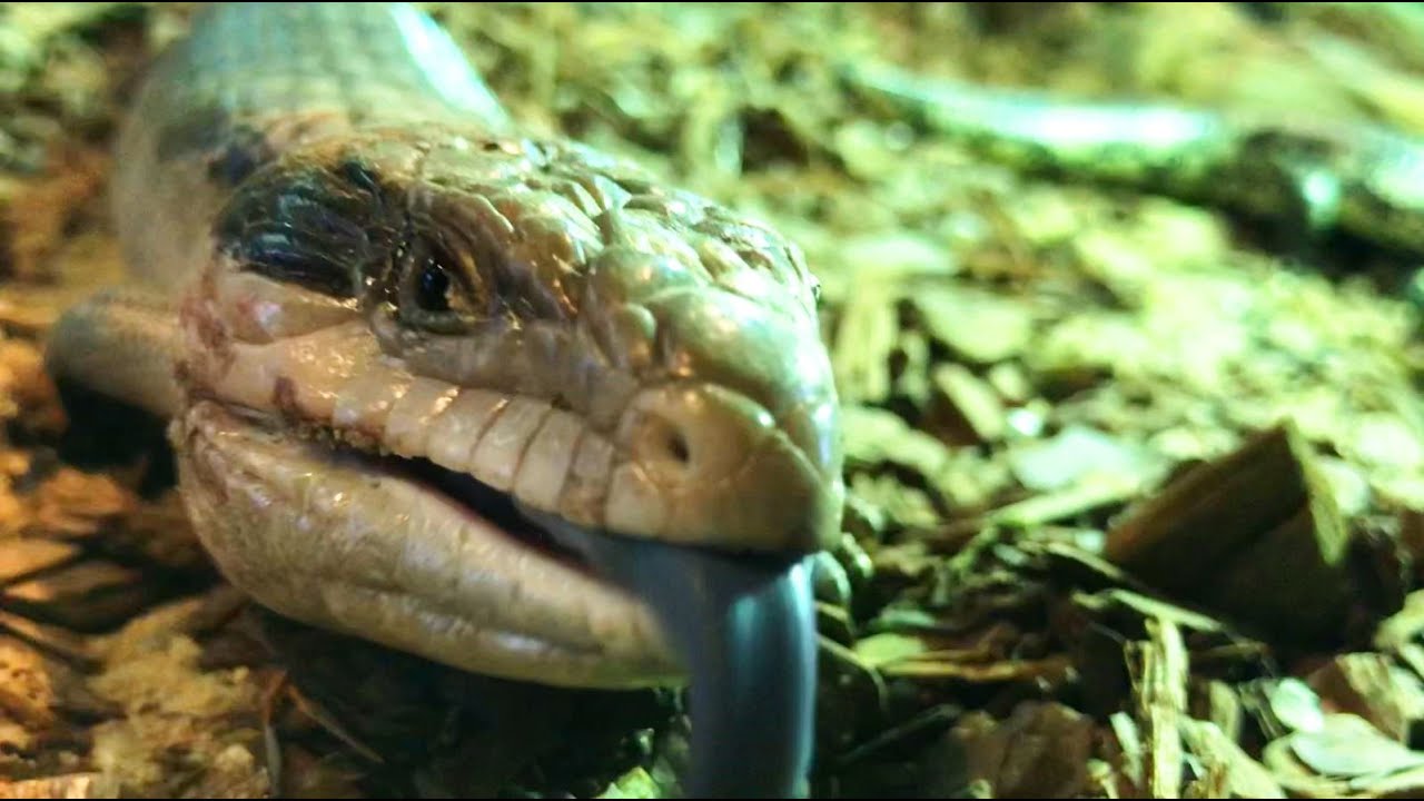Blue -Tongue Lizard Licks Phone - Canberra Reptile Zoo - YouTube