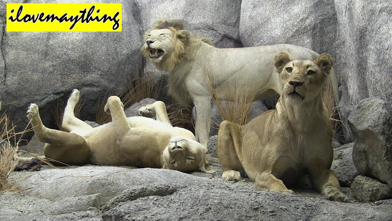 ANIMALS at the Natural History Museum - YouTube