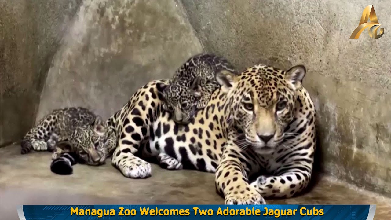 Managua Zoo Welcomes Two Adorable Jaguar Cubs - YouTube