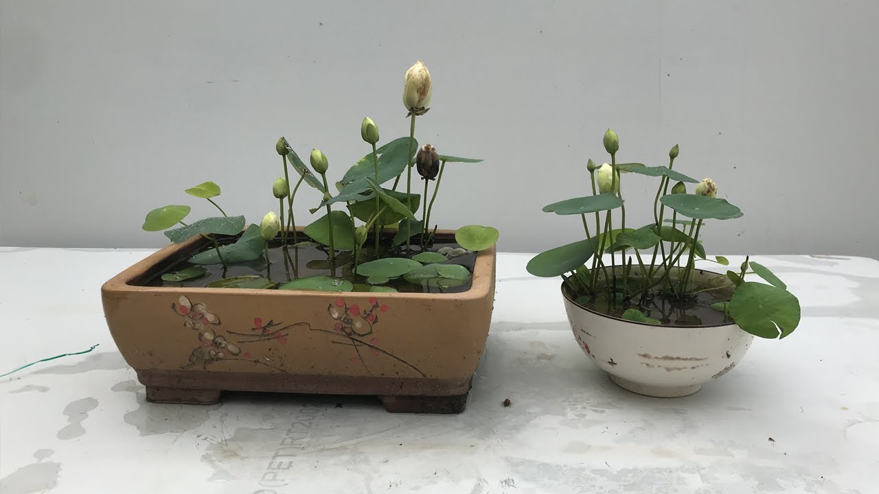 How to grow micro lotus in small tank from bulb - YouTube