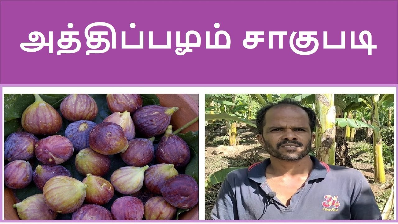 அத்திப்பழ சாகுபடி | Fig Fruit cultivation | Athipalam | அத்திப்பழம் ...