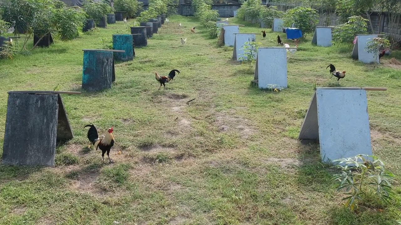 DBS Gamefarm Pampanga - YouTube