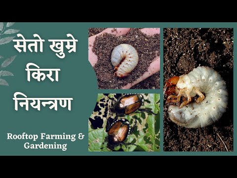 How To Control White Grub || माटोको सेतो खुम्रे किराको नियन्त्रण ...