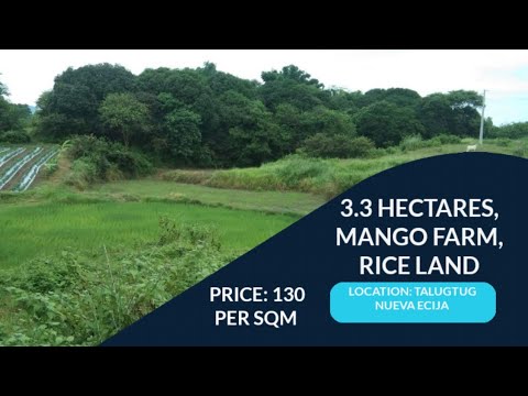 (V43) 3.3 HECTARES, MANGO FARM AND RICELAND, PRICE 130 PER SQM ...