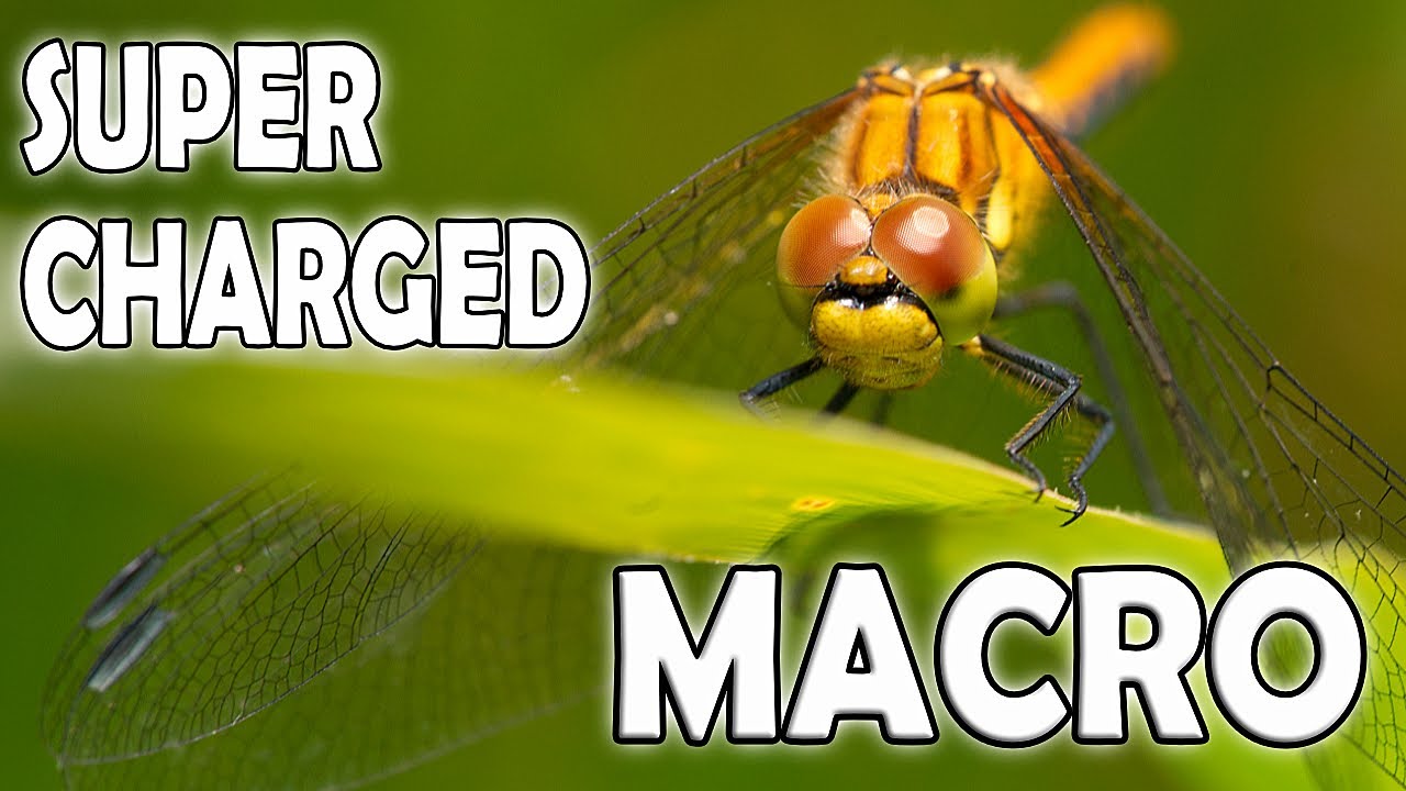 Unveiling the Secrets of Macro Photography | Expert Tips for Beginners ...
