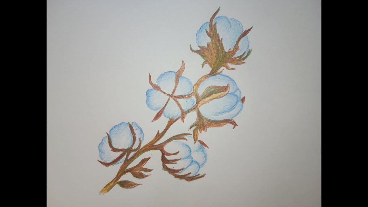 How to draw cotton - YouTube