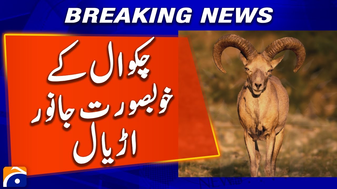 Beautiful Animals of Chakwal: Discover the Majestic Urial | Geo News ...