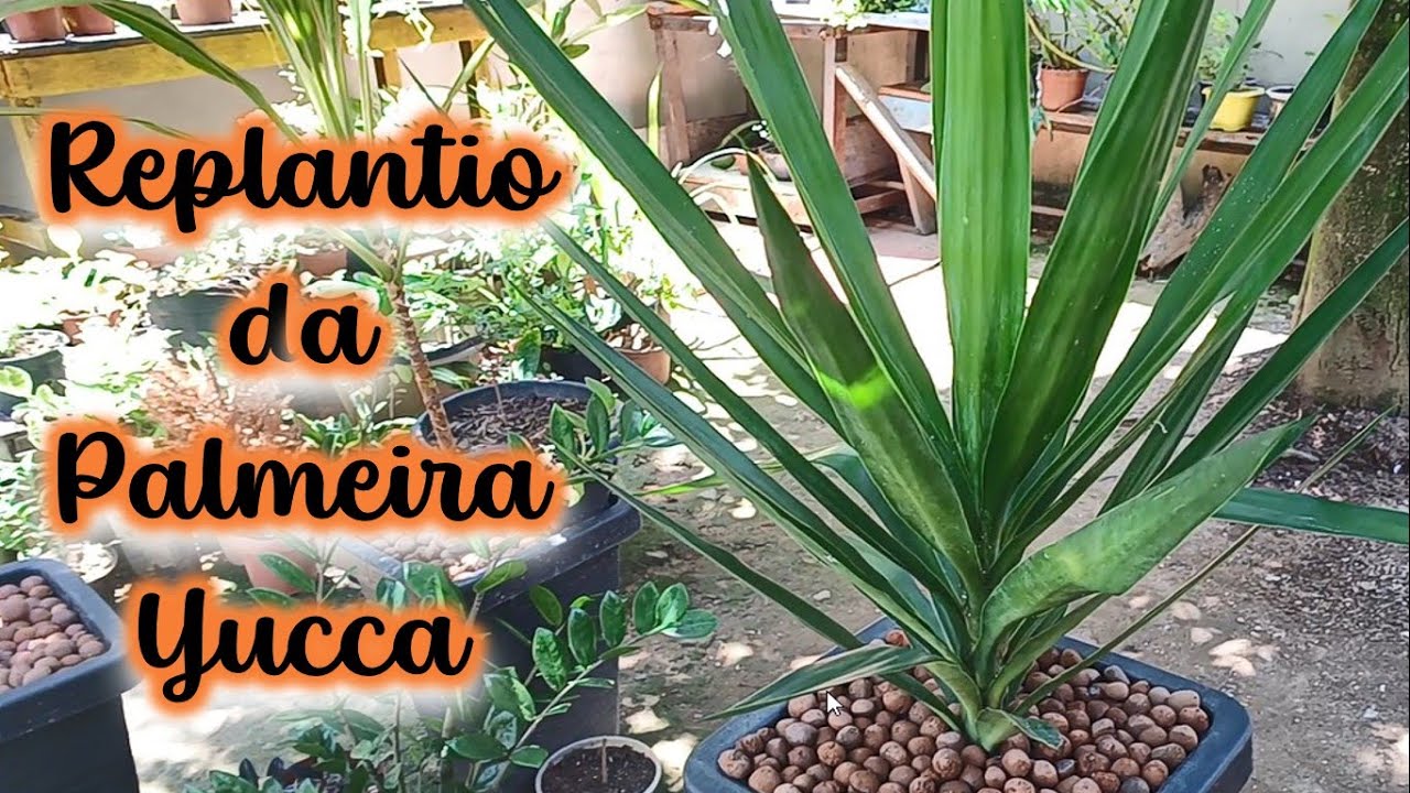 Replantio da Palmeira Yucca - YouTube
