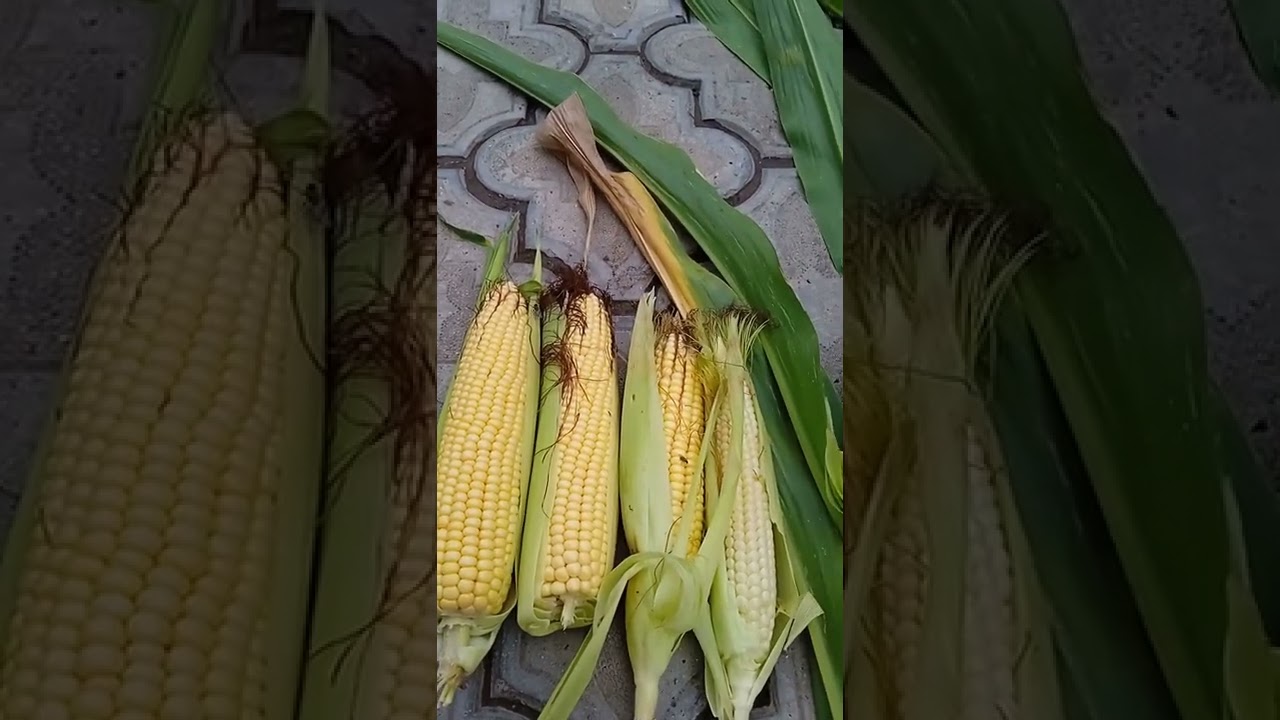 porumb afectat de seceta - YouTube