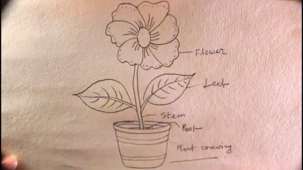 How TO Draw part of plant step by step/draw a plant/A Plant drawing ...