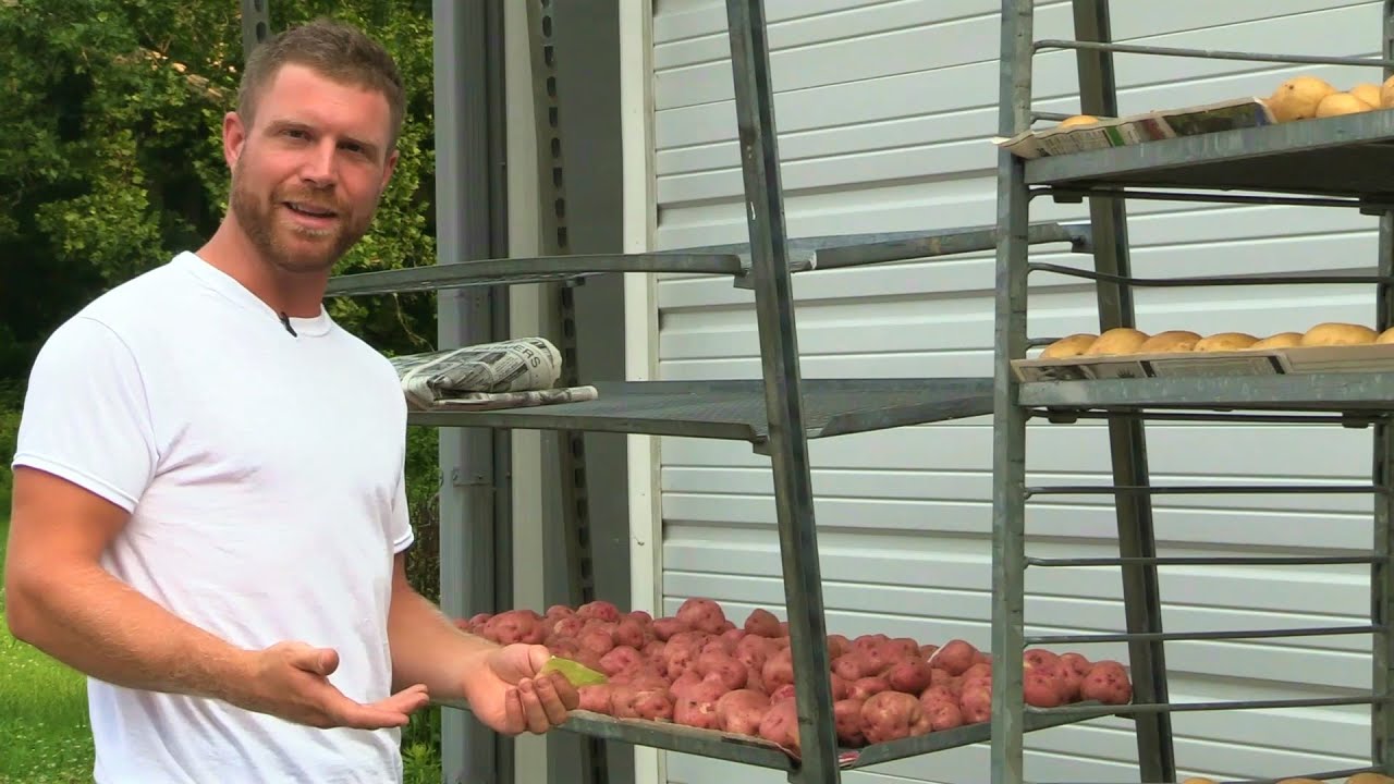 How to Harvest, Cure, and Store Potatoes - YouTube