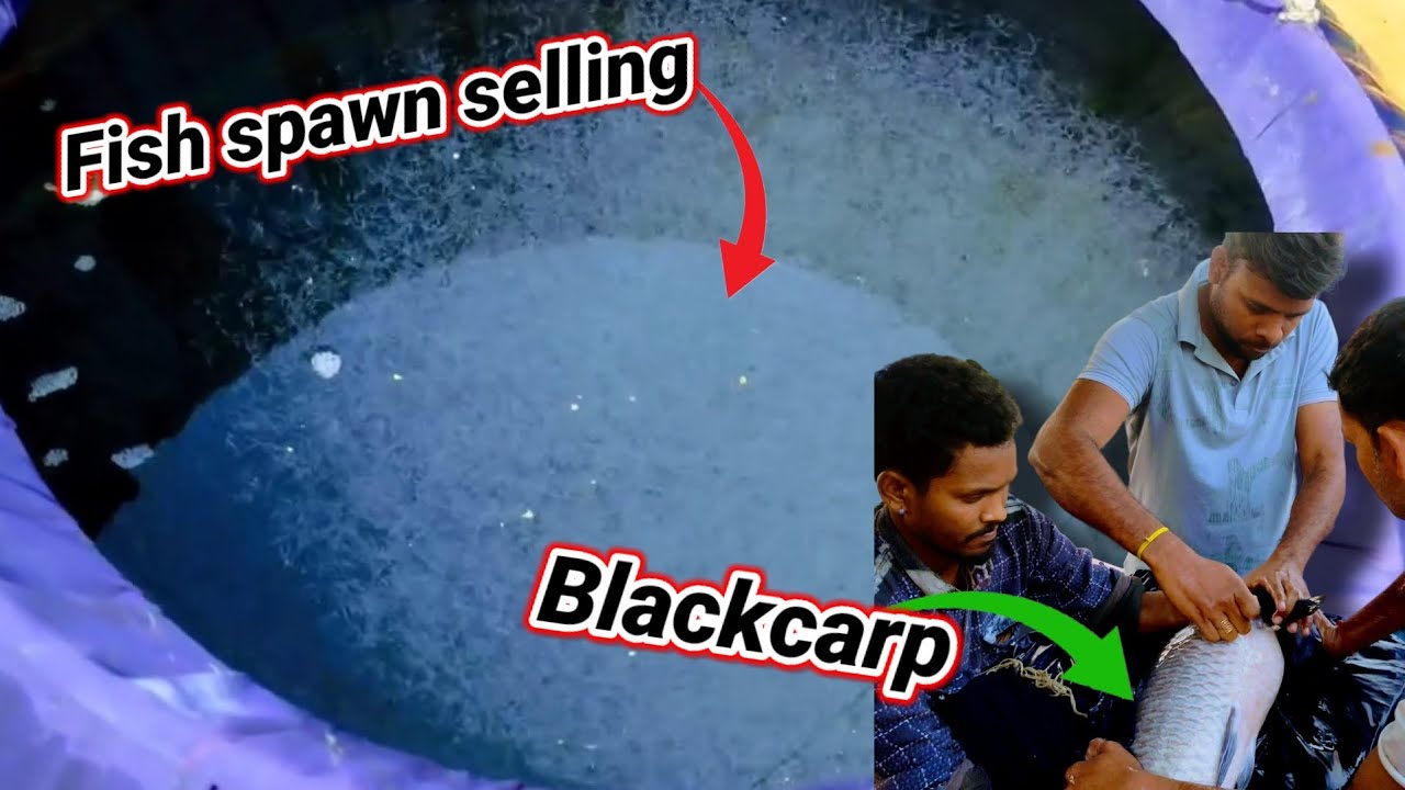 Imc fish spawn and Blackcarp fish seed saling date 2024 / आईएमसी मछली ...