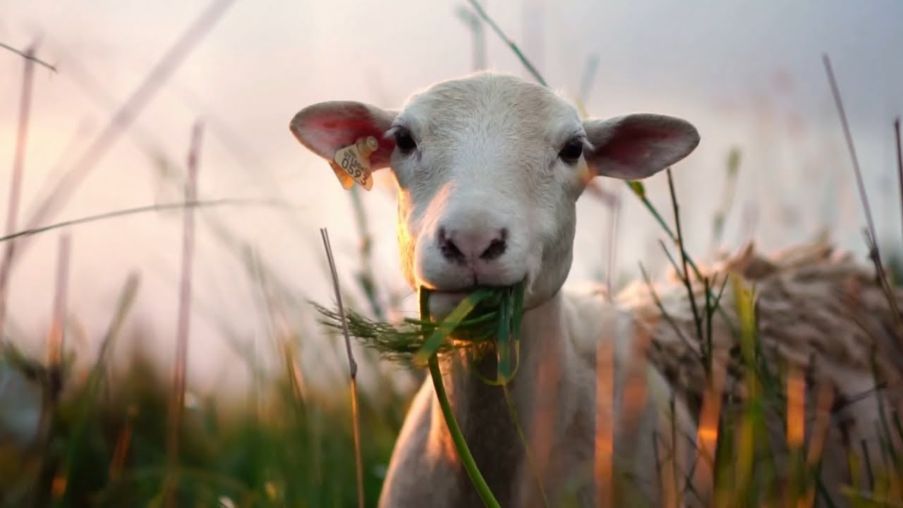 Relaxing Sleep Music, Sleep Music, Calming Music, Flute Music, Relax ...