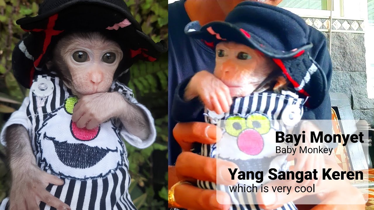 😎 baby monkey ‼️ wearing overalls while sleeping - YouTube