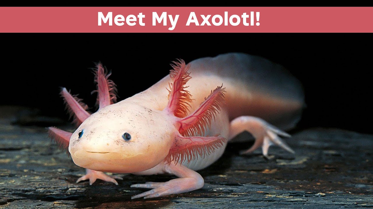 Meet the World's Most Adorable Yawning Axolotls | echo dude - YouTube