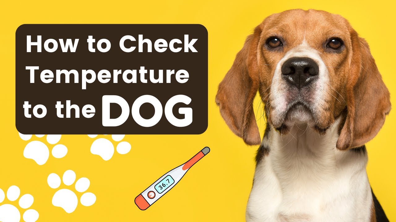 How To Check Temperature To The Dog | Canines Coach | Dog Training Tips ...