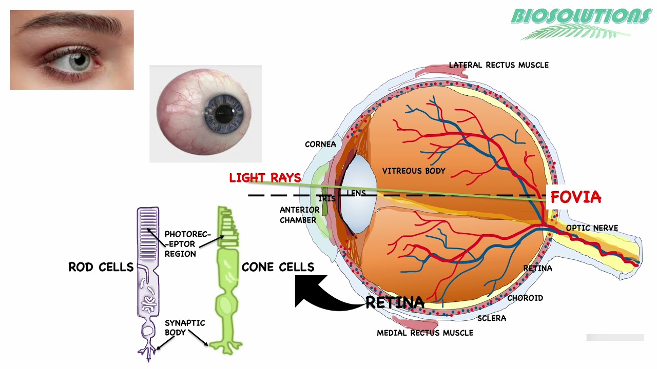 How Do Cone Cells Work