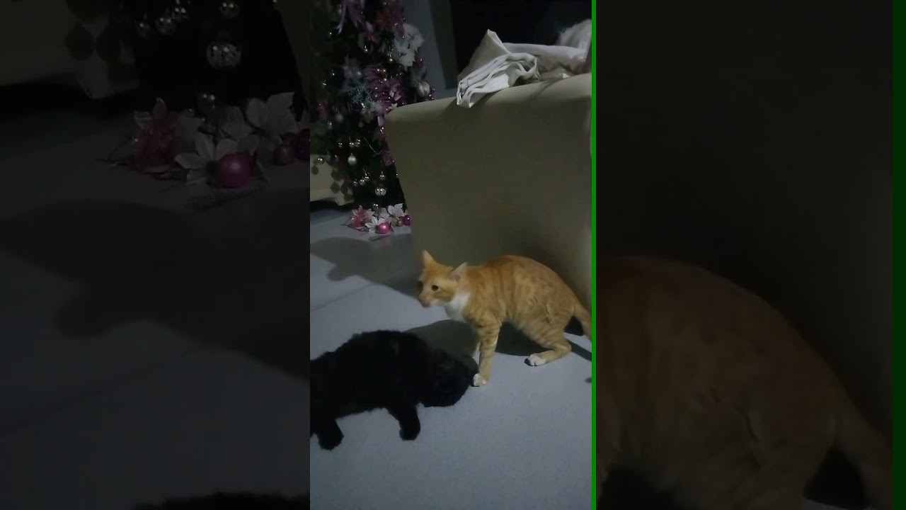 ShortCat FunnyCat SweetCat😻 - YouTube