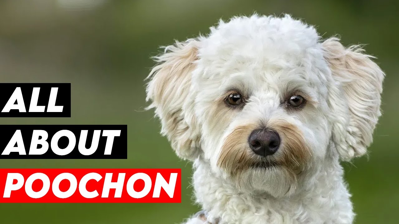 Key Facts Every Poochon Owner Should Know - YouTube