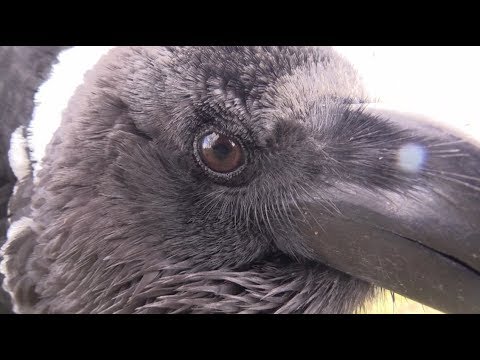 Raven Talks Accidently to Human (And isn't happy) -- Mimic corvids back ...